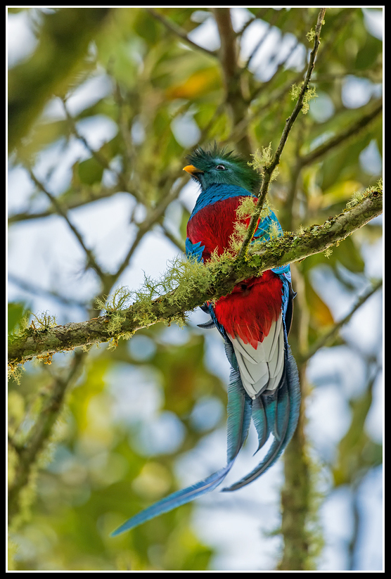 Norfolk County Naturalist: Resplendent Quetzal !!! - Feb 3rd, 2013