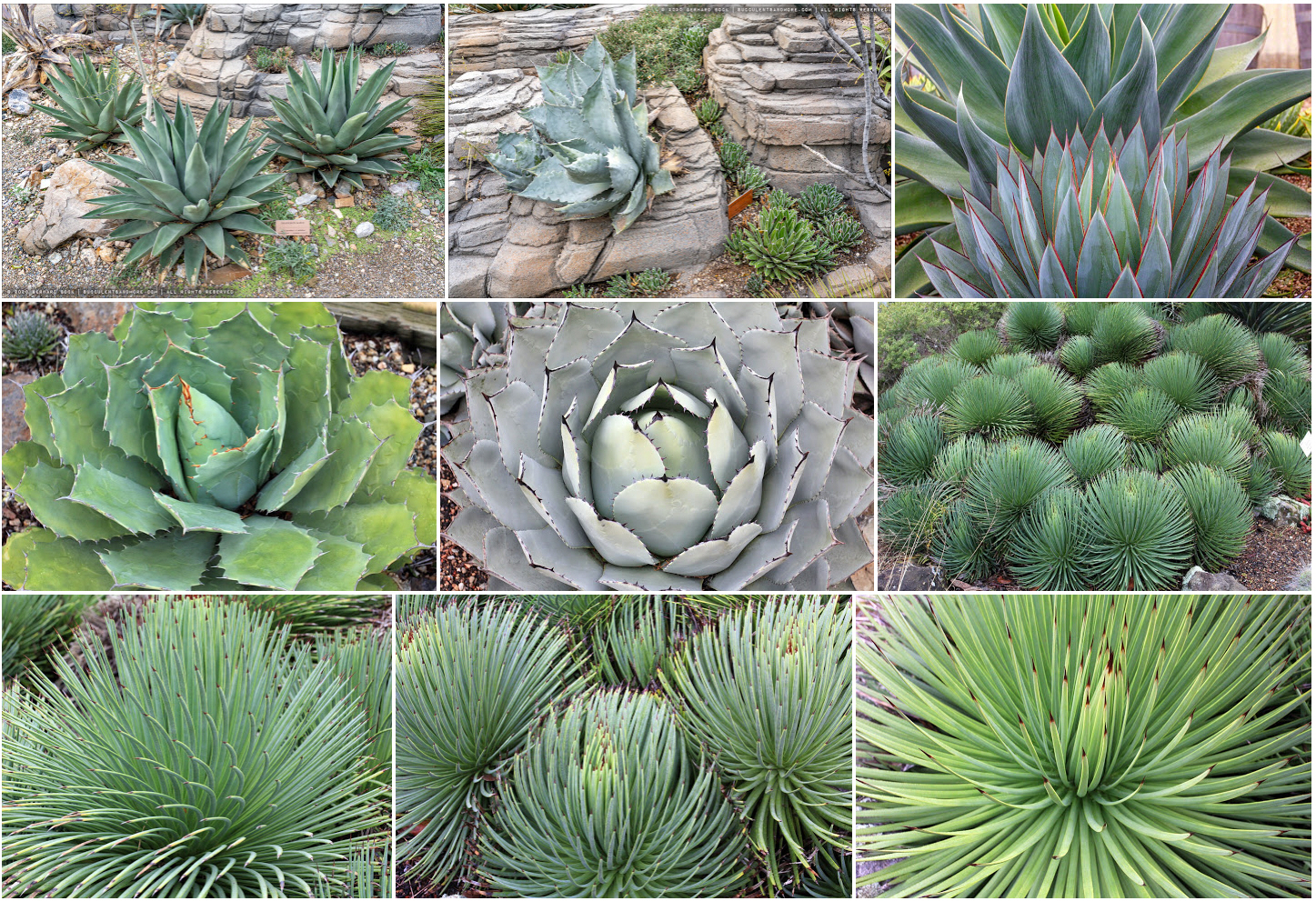 Agave photo overload