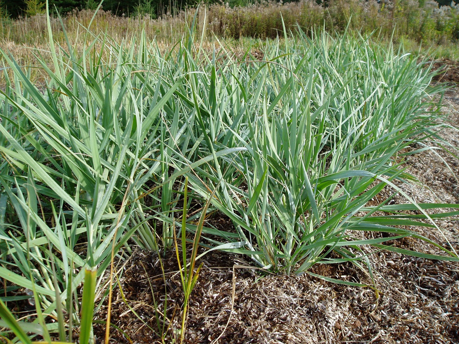 Lovegrass Farm: Leymus arenarius or Leymus mollis