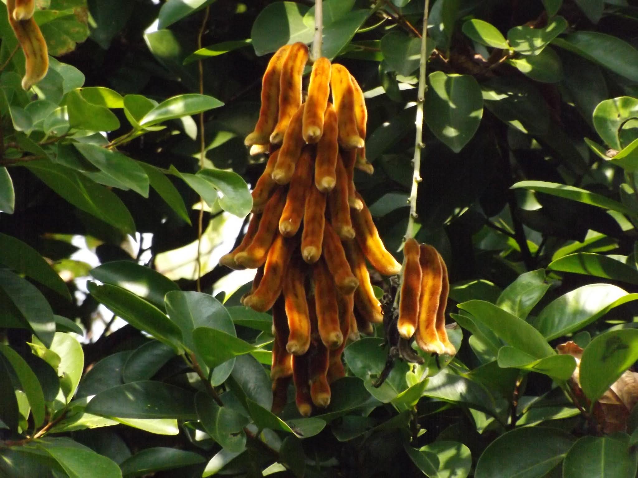 Alkushi or Cowitch, Mucana pruriens