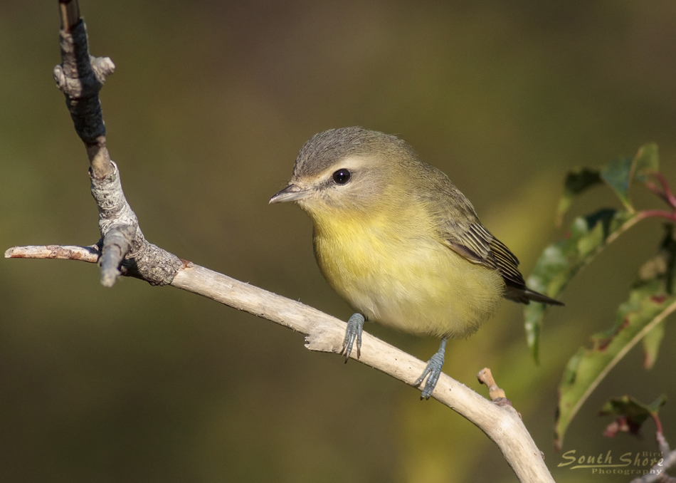 South Shore Birder: 2019