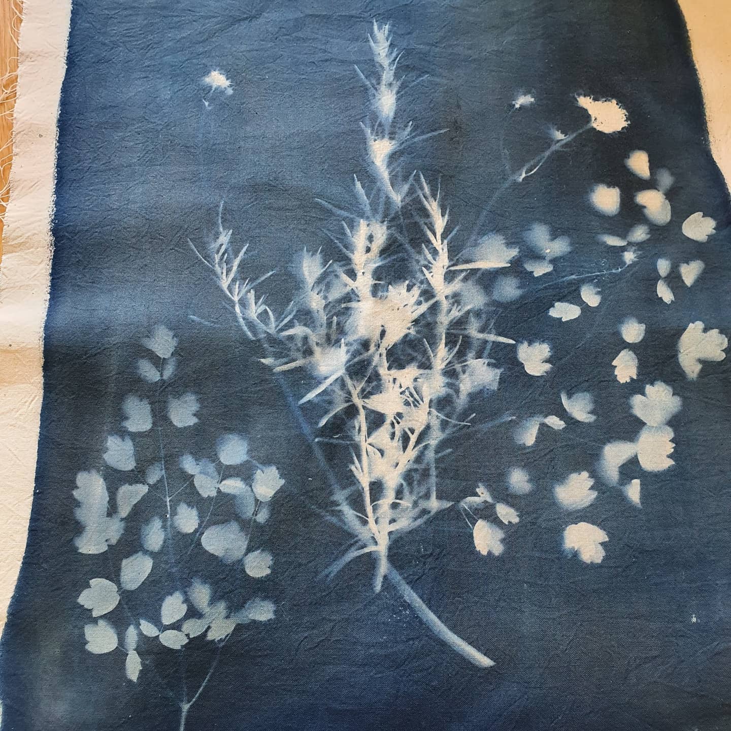 Print: Adventures in Cyanotype 2