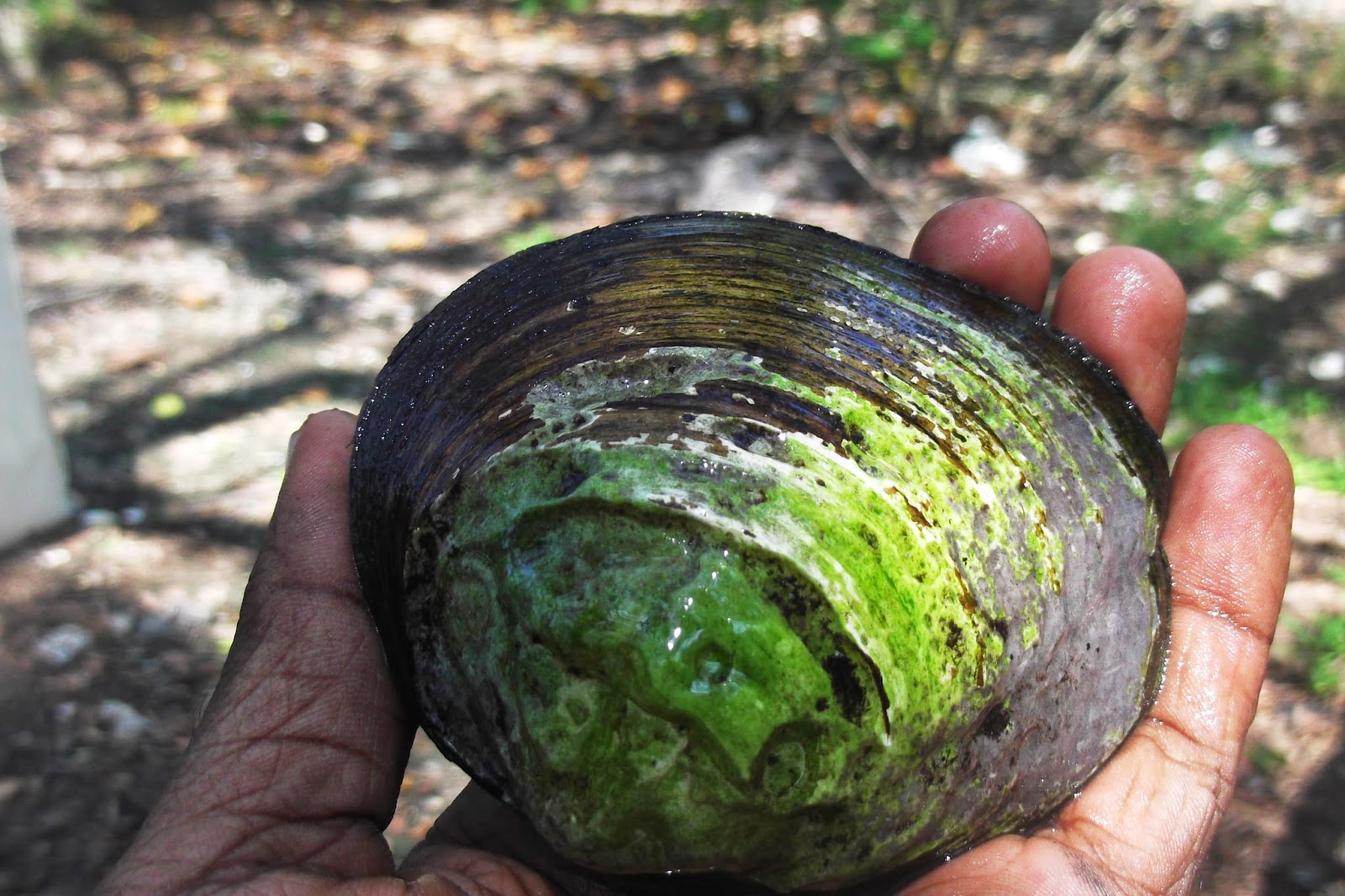 NEGOMBO SEAFOODS: GODAYA