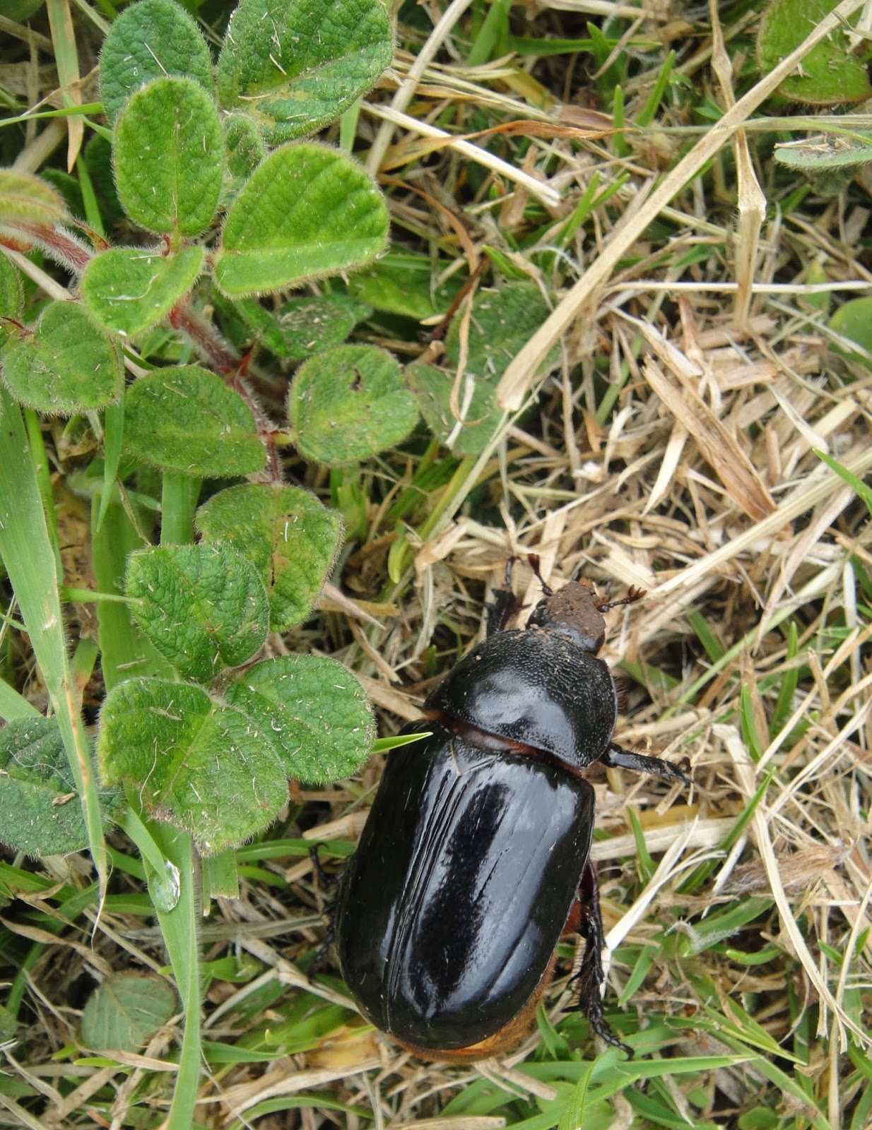 Backtoeden: Cucarrón