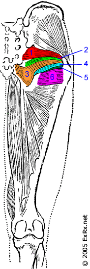 The Hip Joint: Superior Gemellus: 1 of SIX (deep) Lateral Rotators of ...