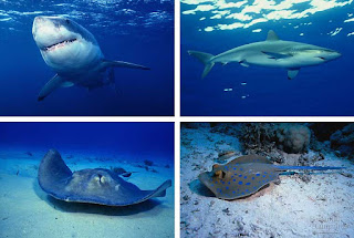 Info Hewan Tumbuhan Prasejarah: Apa perbedaan Hiu dan Pari?