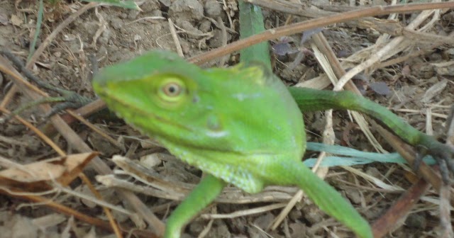 Ciri Khusus Bunglon dan Fungsinya - Biologizone
