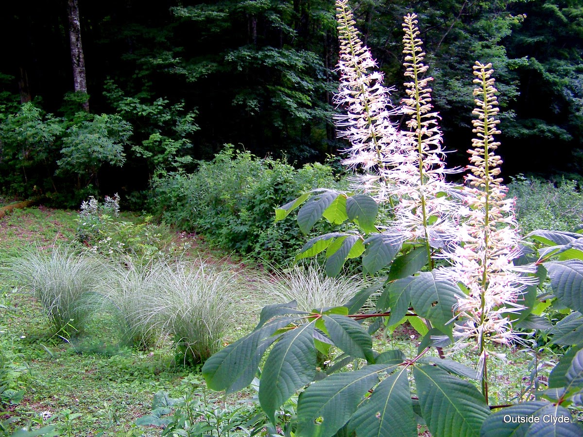 Outside Clyde: Summer Shrubberies