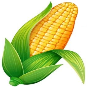 Fororo | Propiedades, Beneficios y Valor Nutricional | actualidad-24.com