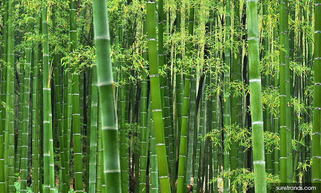 Buluh ada masa depan cemerlang | Borneo Mail