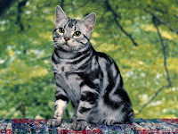 Perawatan Kucing: Mengenal Ras, Kucing Asli Indonesia