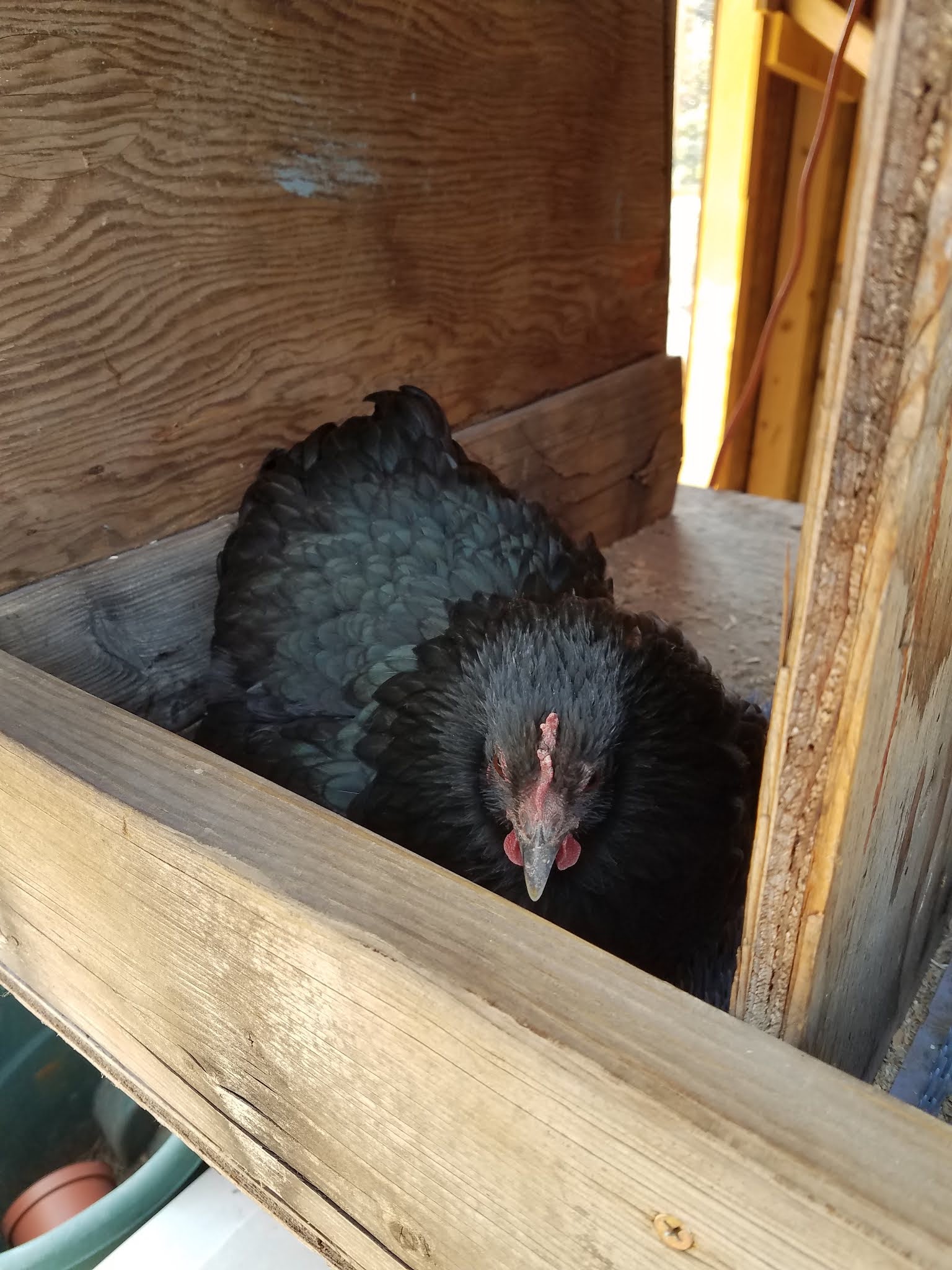 Marigolds are perfect for Chickens, and a tour of our chicken coop ...