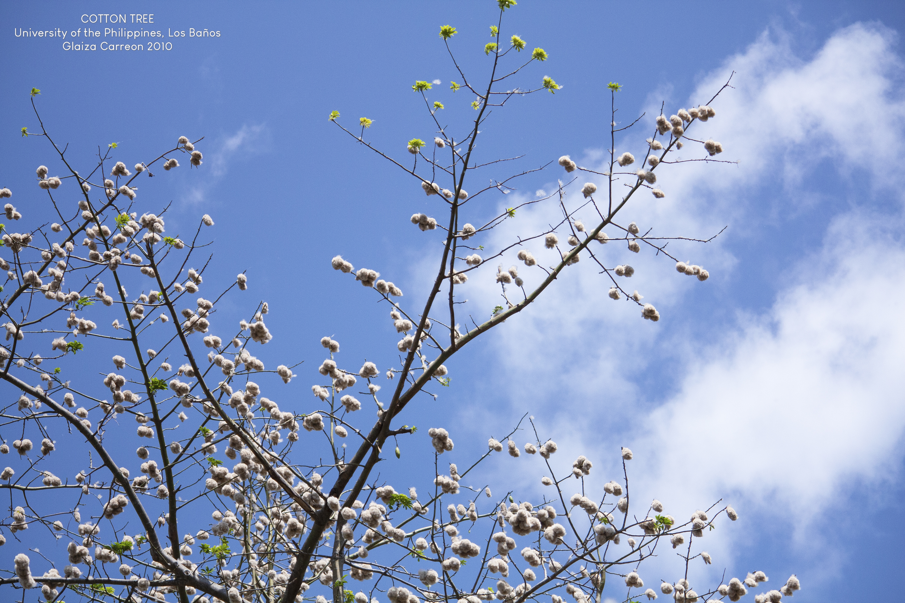 Cotton Tree at UPLB, April 2010
