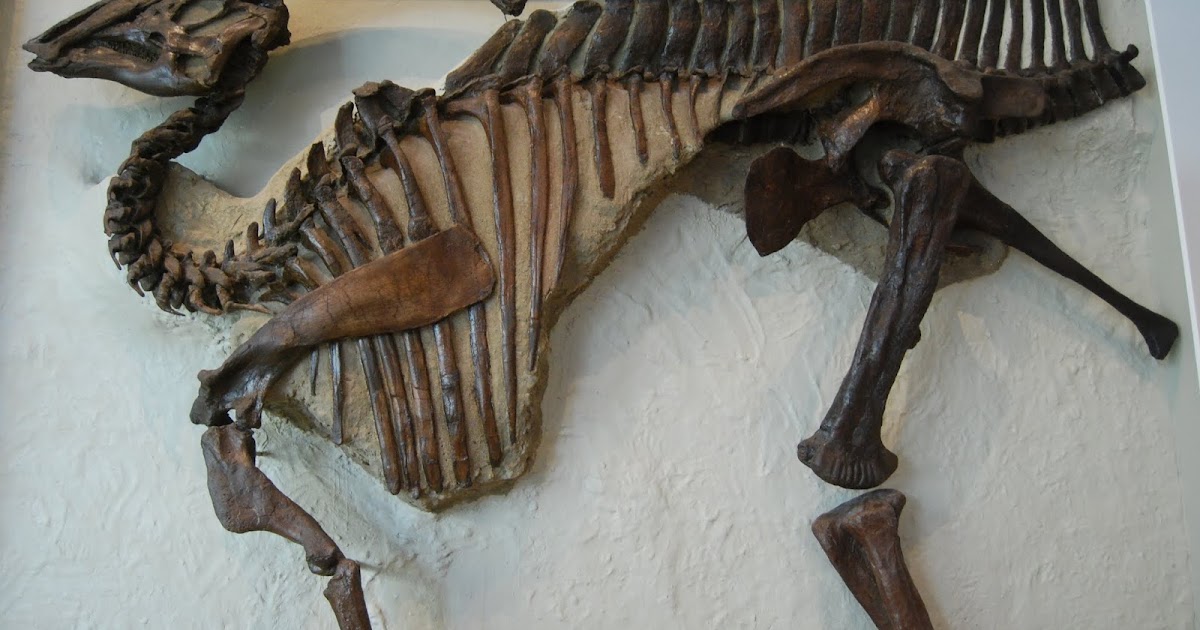 FOSSIL HUNTRESS: PARASAUROLOPHUS WALKERI OF ALBERTA