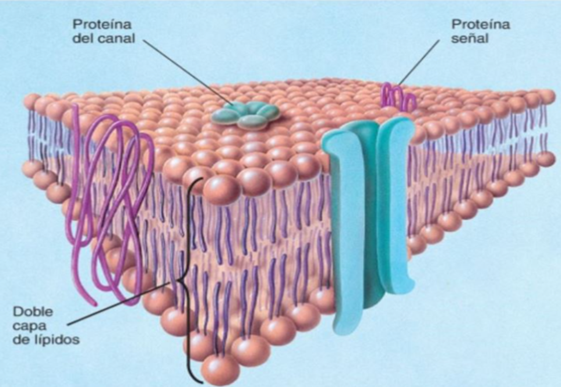 La neurona y su funcionamiento.