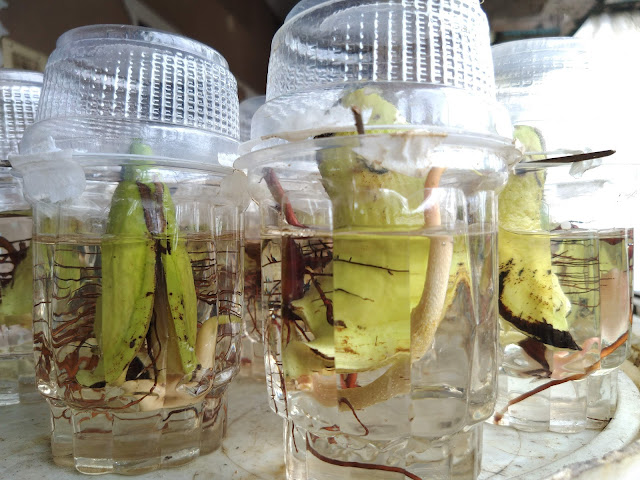 Mango Seed Germination in Water