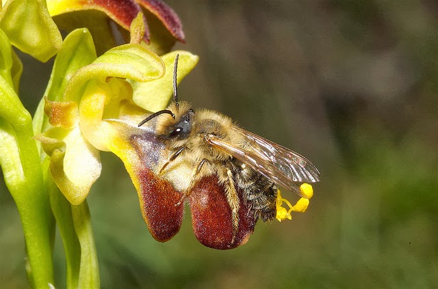 THE BEE ORCHIDS |The Garden of Eaden