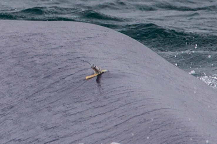 Wildlife Diaries: Iceland 7th to 14th July - part 2 Myvatn and Husavik