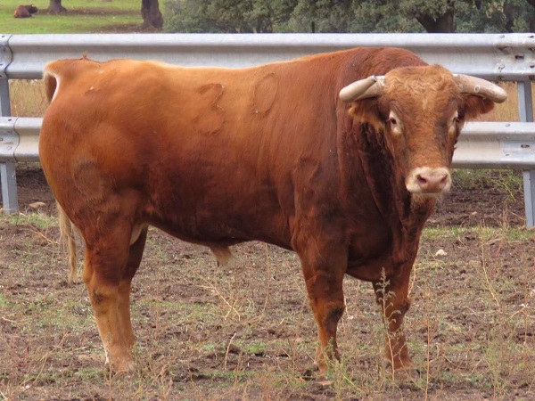 DETOROS Y MAS: Los toros españoles de Garcigrande estarán en Lima el ...