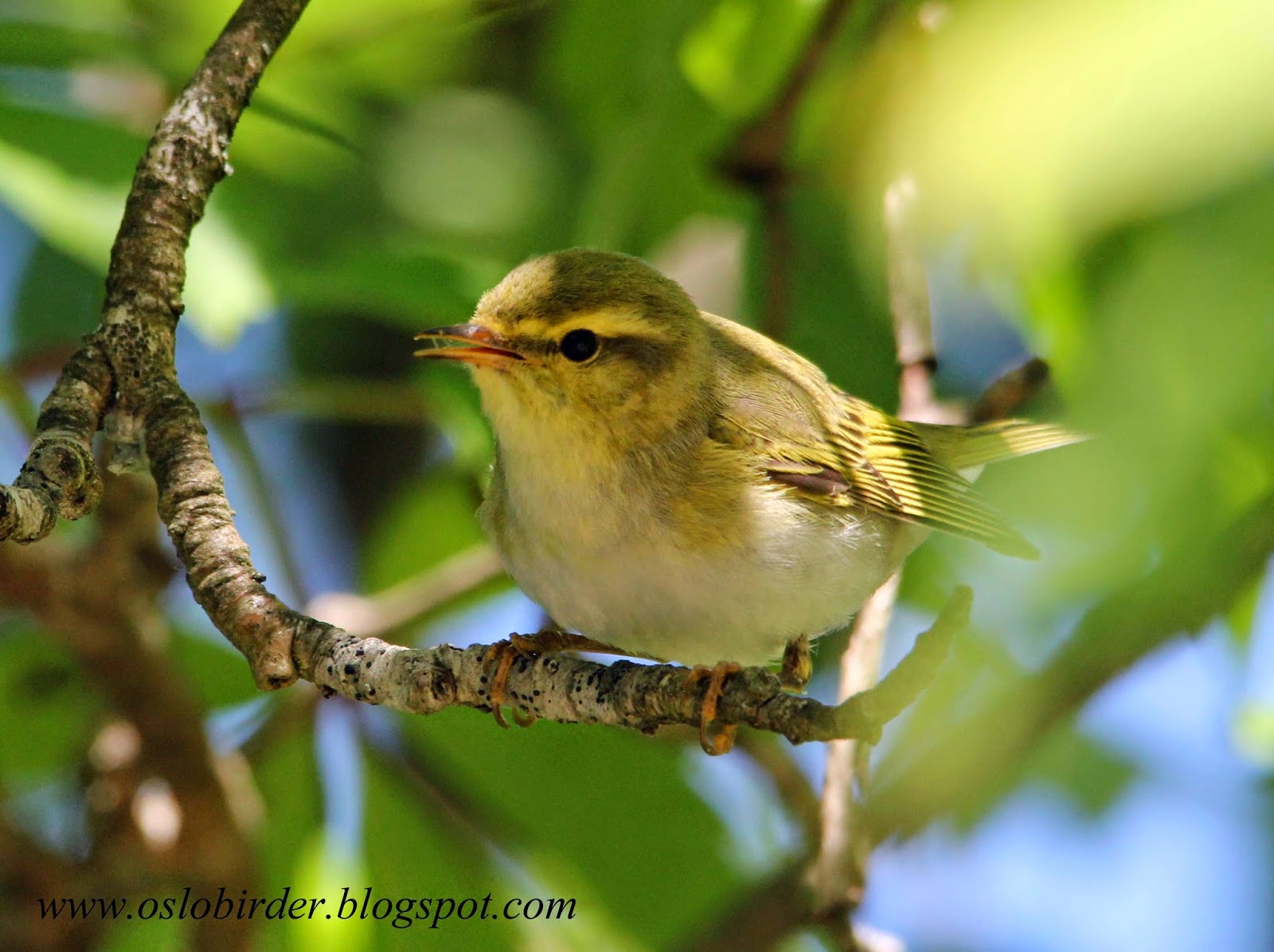 OSLO BIRDER: Wood Warbler