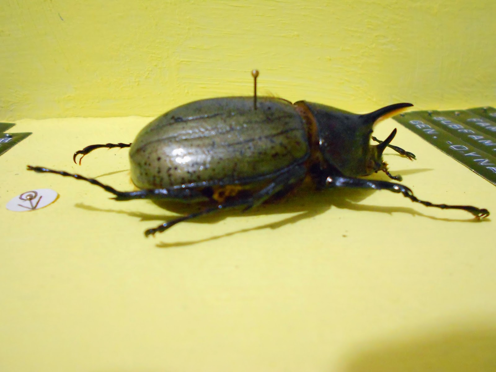 Insectos y Artrópodos Mexicanos y extranjeros: Importancia Ecológica de ...