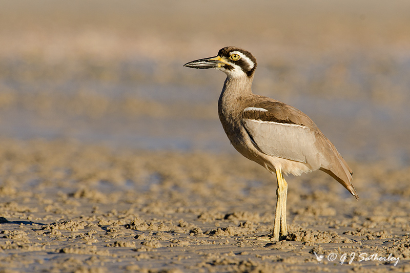 aus bird photography