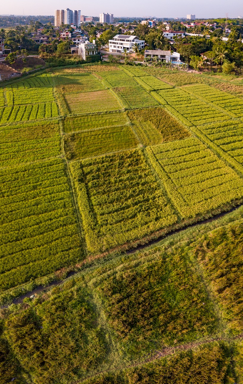 Tom Tidball Blog: PADDY PATTERNS