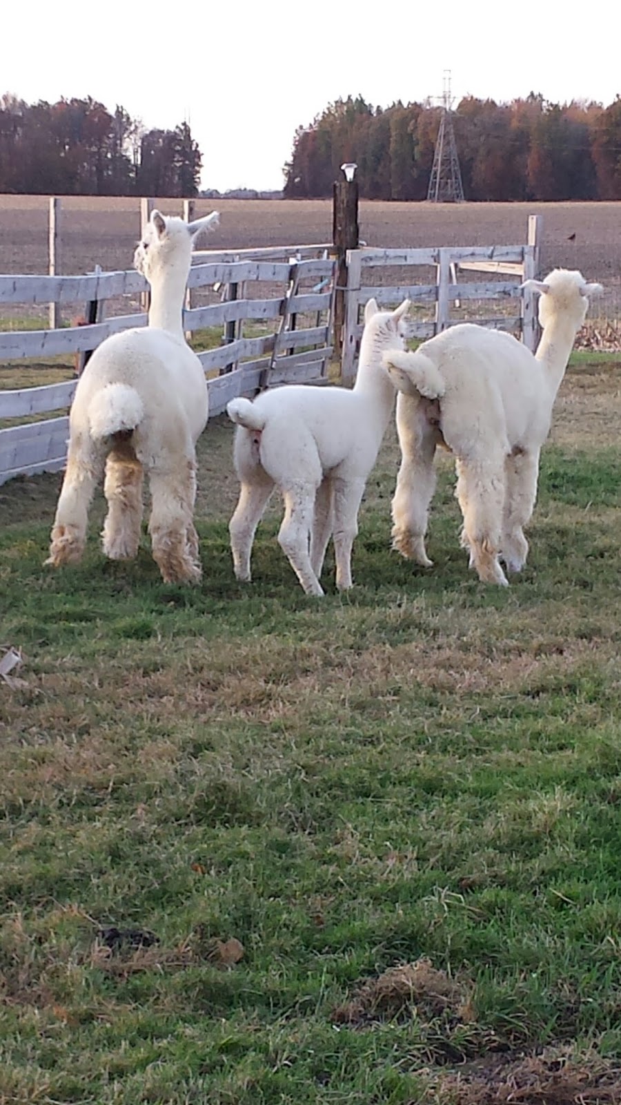 Buckeye Star Alpacas: October 2015