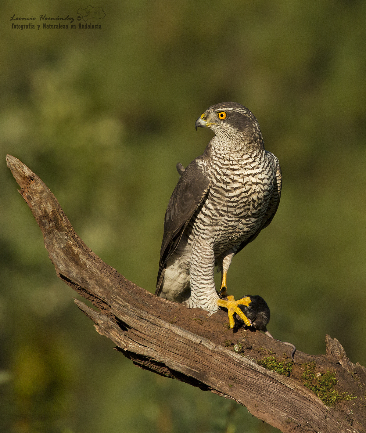 FOTOGRAFÍA Y NATURALEZA EN ANDALUCÍA: Azor común (Accipiter gentilis)