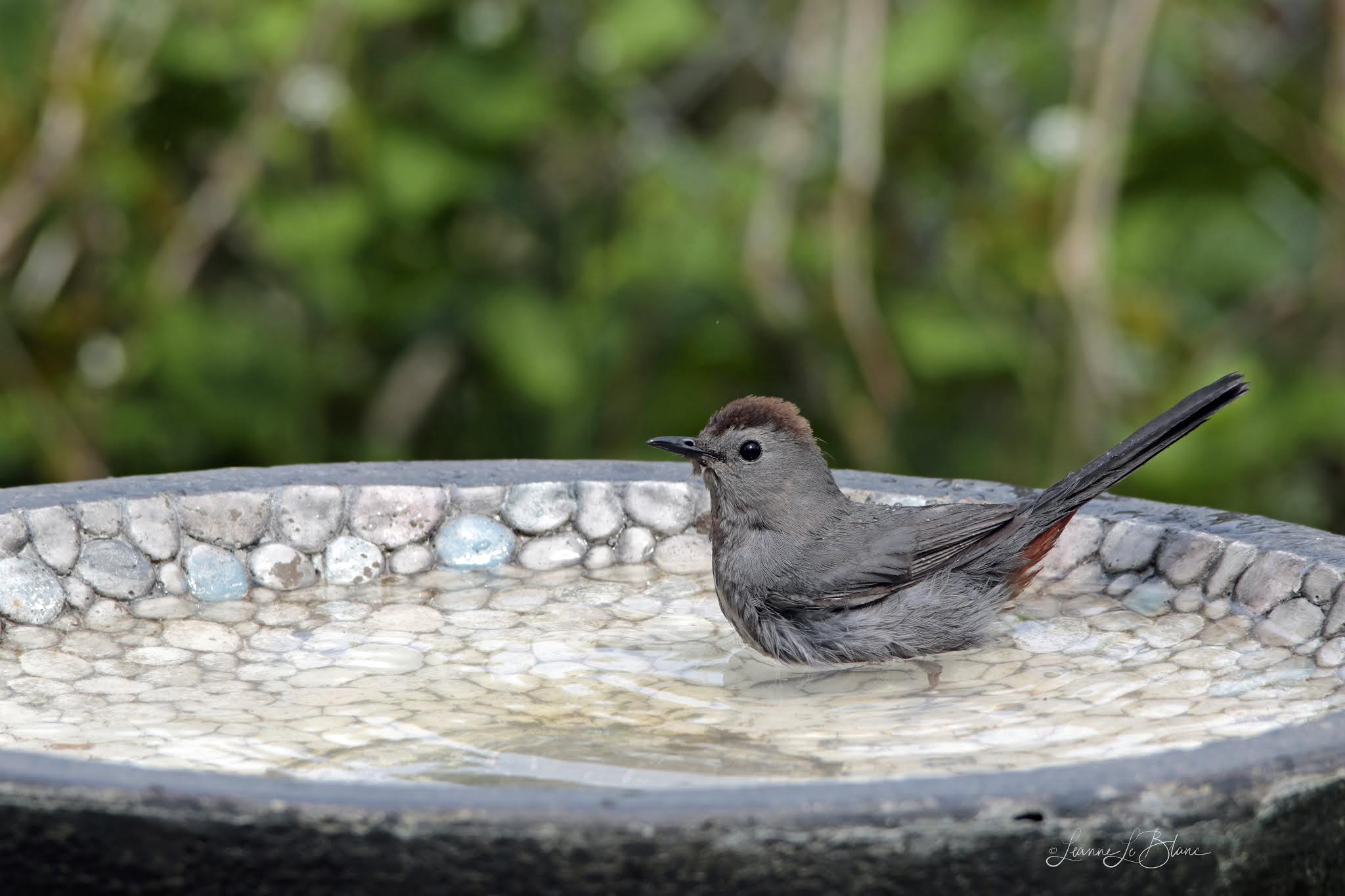 How Birds Beat the Heat | Nature Notes Blog