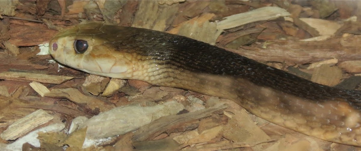 Gecko with Canon: Coastal Taipan.