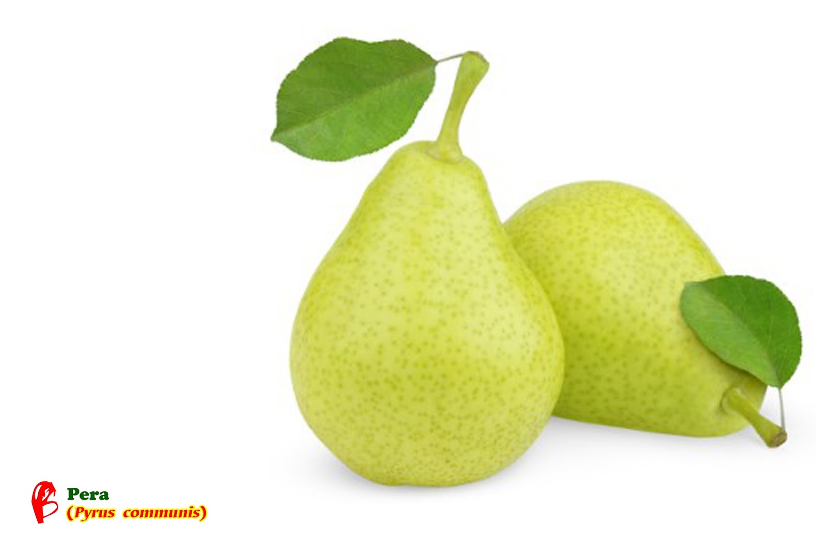 UNAIENSES: FLORA MEDICINAL - Pera (Pyrus communis)