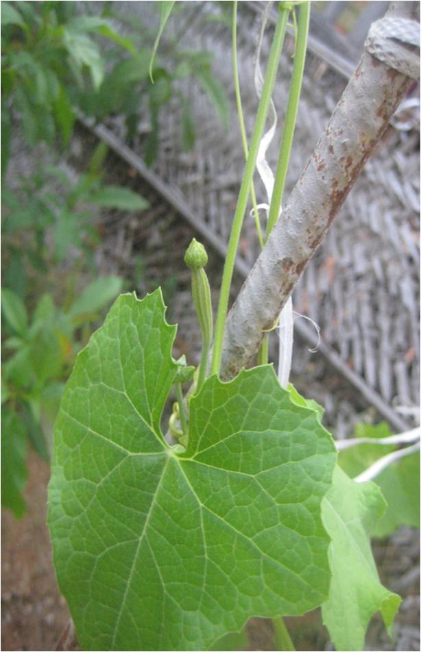 VARTHINI GARDENING -RIDGE GOURD CULTIVATION