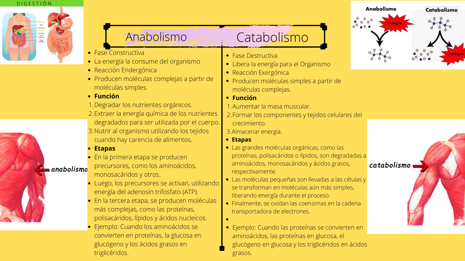 Metabolismo ( Anabolismo y Catabolismo)