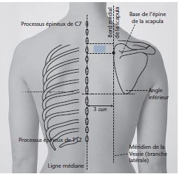Blog Le Souffle du Menhir: V43 Gao Huang/ Gāo Huāng Shù 膏枢俞Point Shu ...