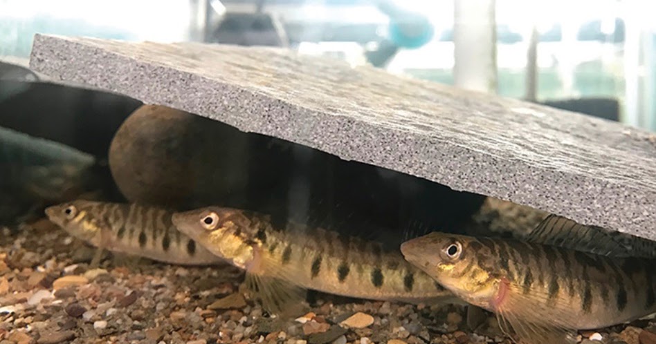 PA Environment Digest Blog: Bay Journal: Scientists See Early Success ...