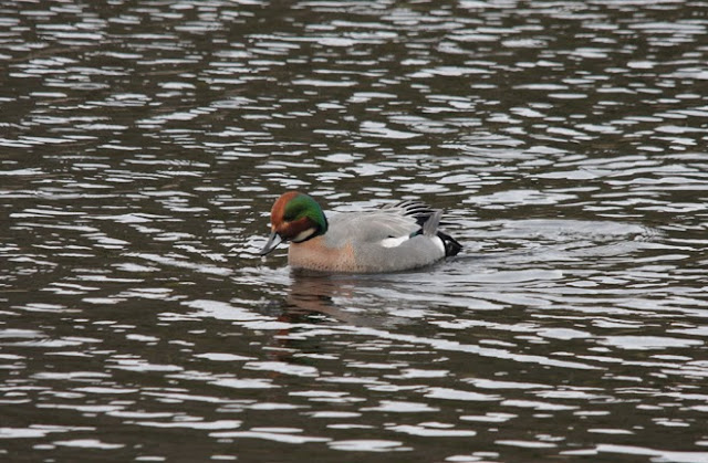 BIRDING - Kyoto, Kansai and Japan: dabbling ducks
