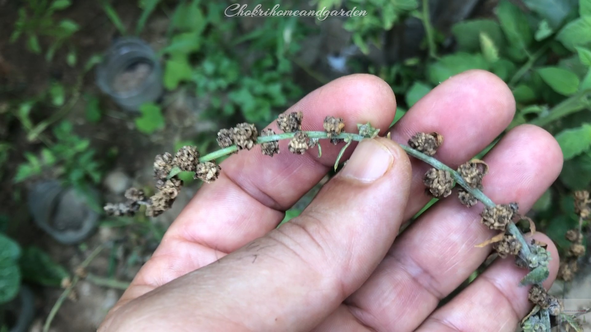 How to Collect Swiss Chard Seeds