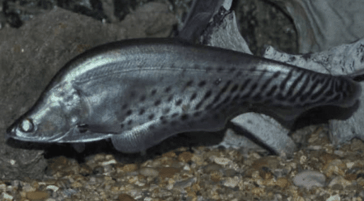 Ikan Belida - 6 Jenis Ikan Belida Beserta Harga dan Cara Merawatnya ...