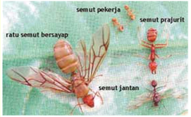 Struktur Sosial Semut Rangrang ~ Budidaya Semut Rangrang