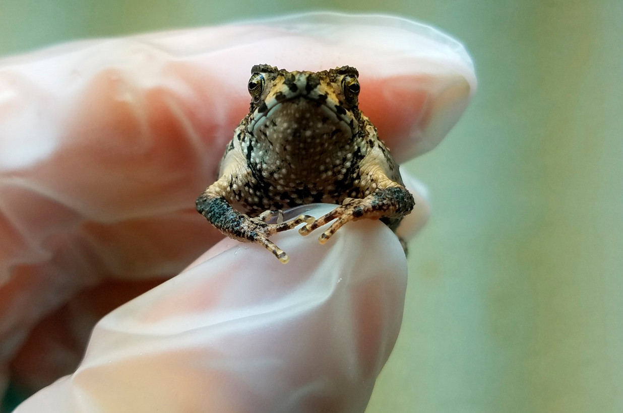 The birth of Modern Man: Tiny, endangered Puerto Rican Crested toad ...