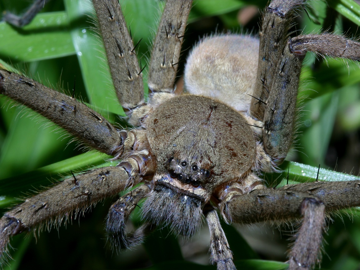 Look at those fangs! : r/spiders