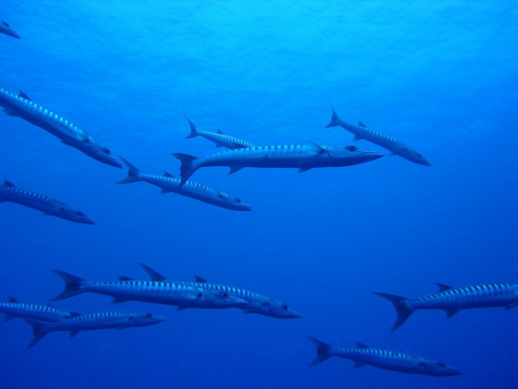 Scuba Steve's Ultimate Dives: Shooting the Tiputa Pass- Scuba Diving in ...