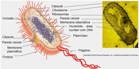 Prof Darc Picanço : Células Procariontes