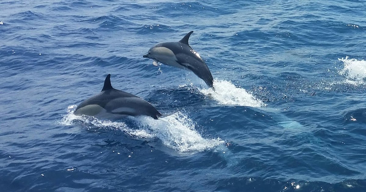 Canarian Sea: Gemeiner Delfin - Delphinus delphis