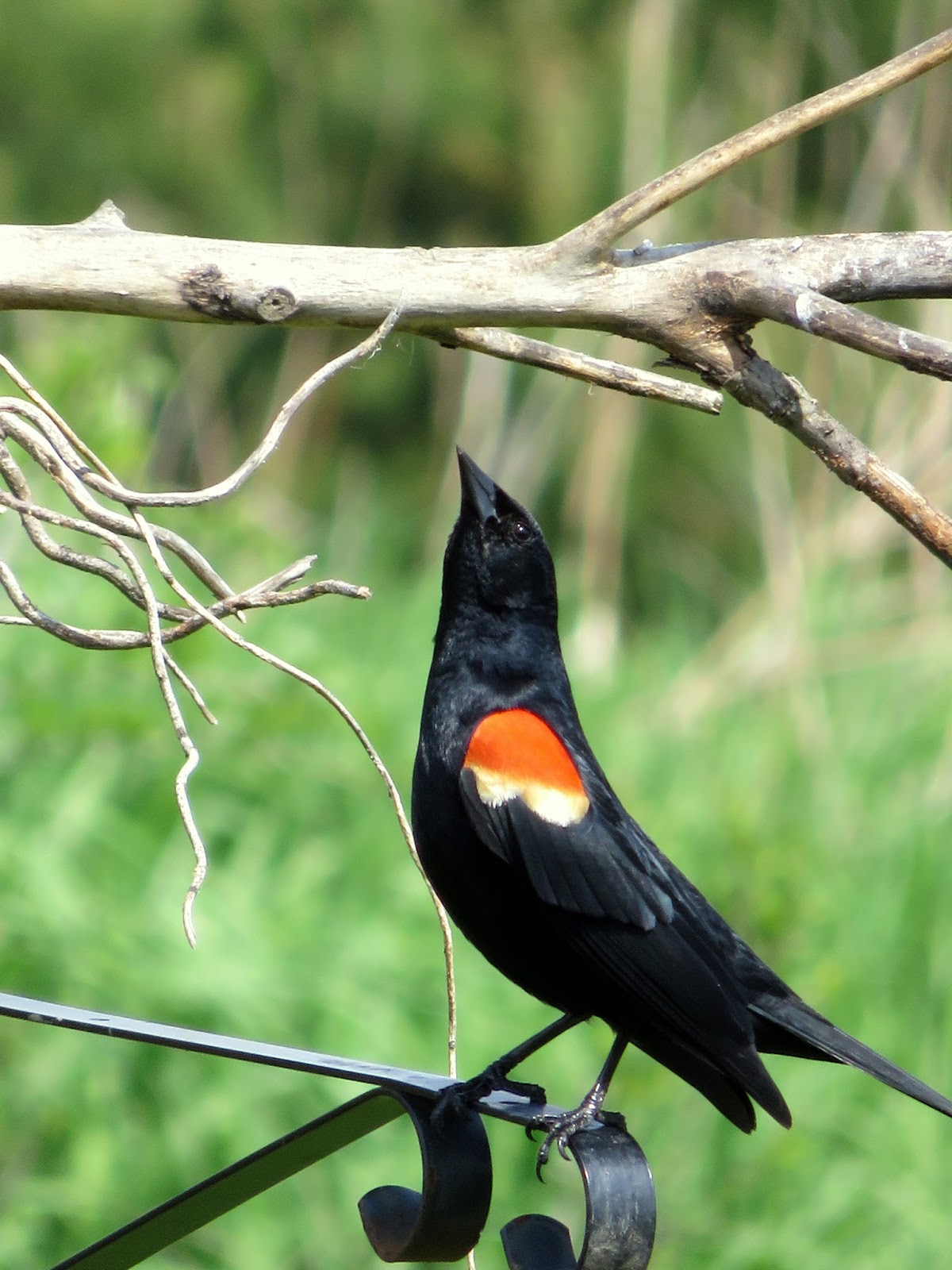 The Marmelade Gypsy: Bird Watching at Barb's