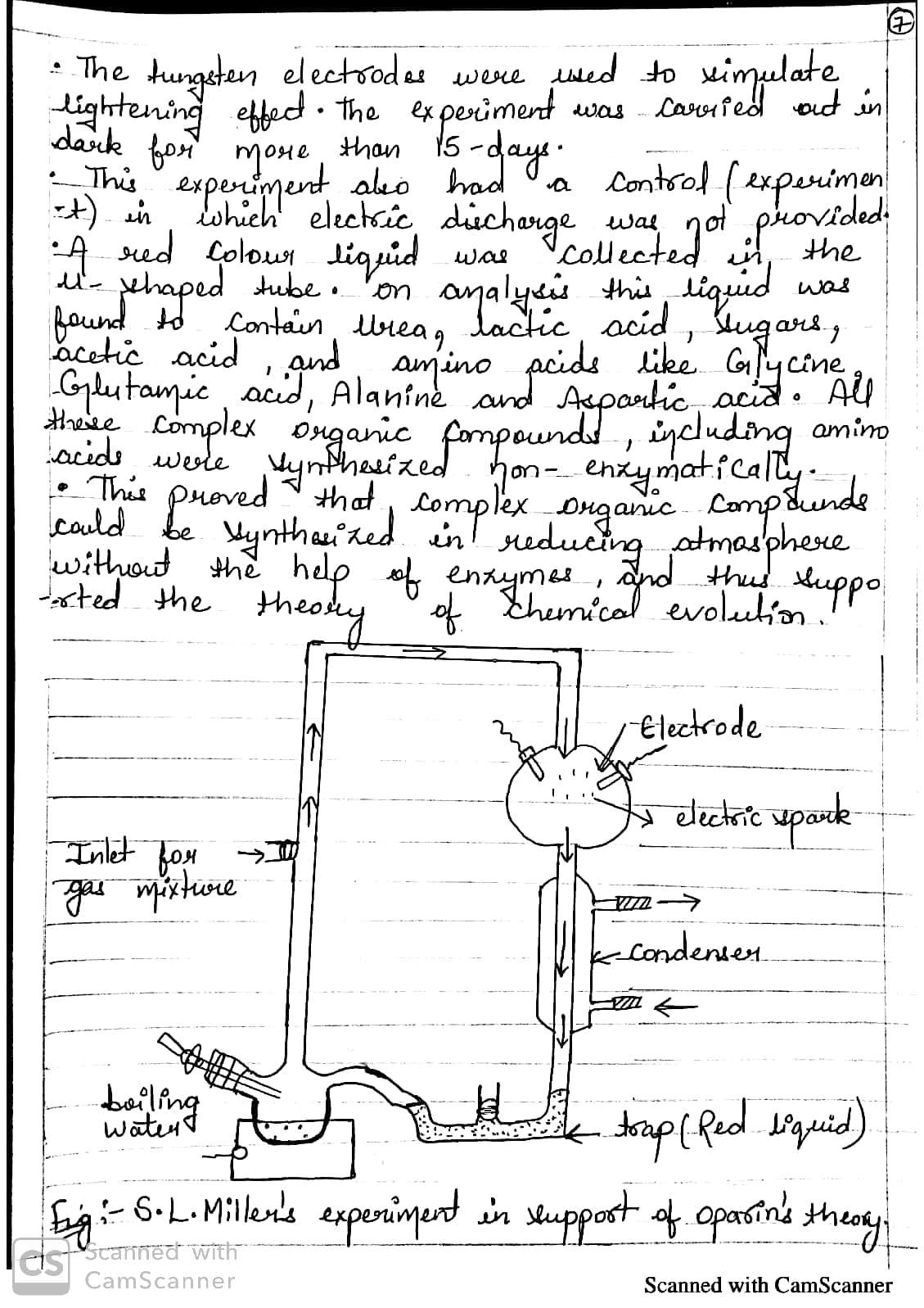 Evolution Handwritten Notes for Class 12th Biology