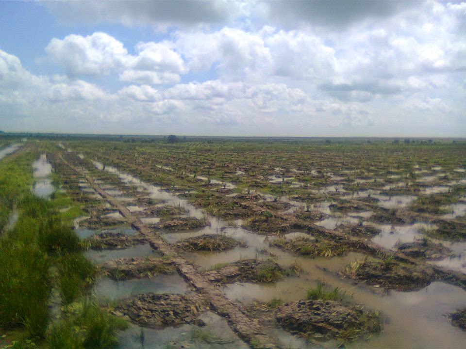 My Scout: Sistem Surjan Di Perkebunan Kelapa Sawit