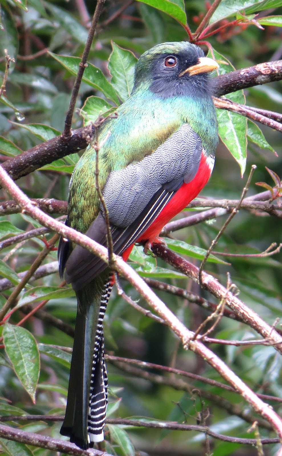 Birding Cloudbridge: Collared Trogon