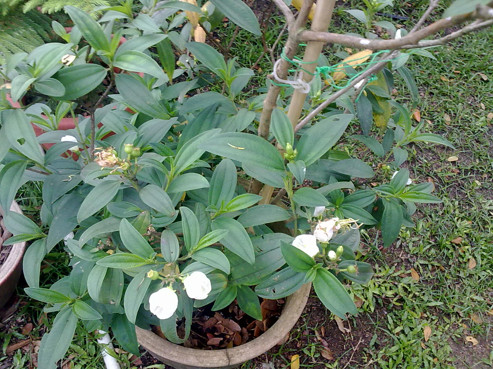 Manfaatkan masa menghasilkan kemanfaatan: Senduduk Putih